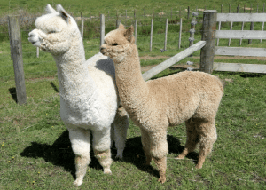 Wool Testing | NZWTA | New Zealand Wool Testing Authority