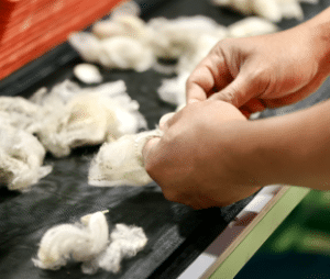 Wool Testing | NZWTA | New Zealand Wool Testing Authority