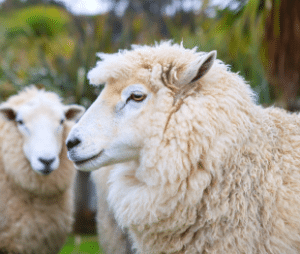 Wool Testing | NZWTA | New Zealand Wool Testing Authority