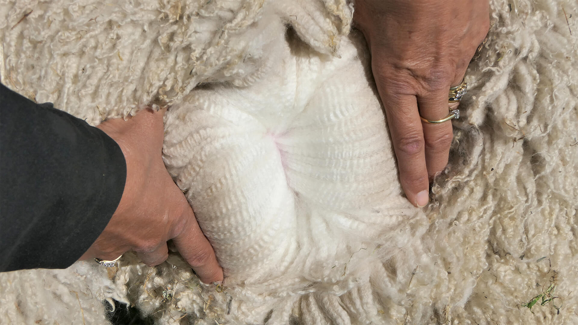 Sheep Wool and Fleece | New Zealand Wool Testing Authority